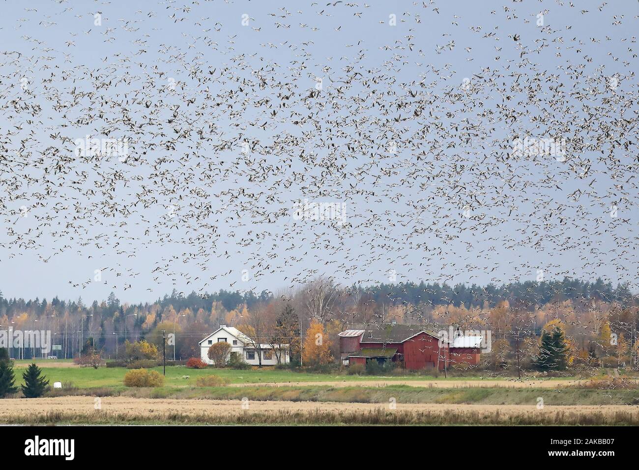Autumn migration of birds Stock Photo - Alamy