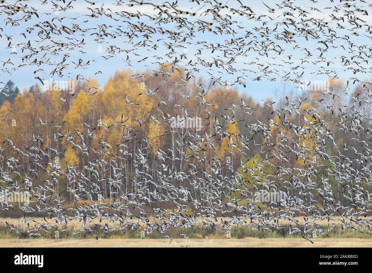 Time of migratory birds hi-res stock photography and images - Alamy