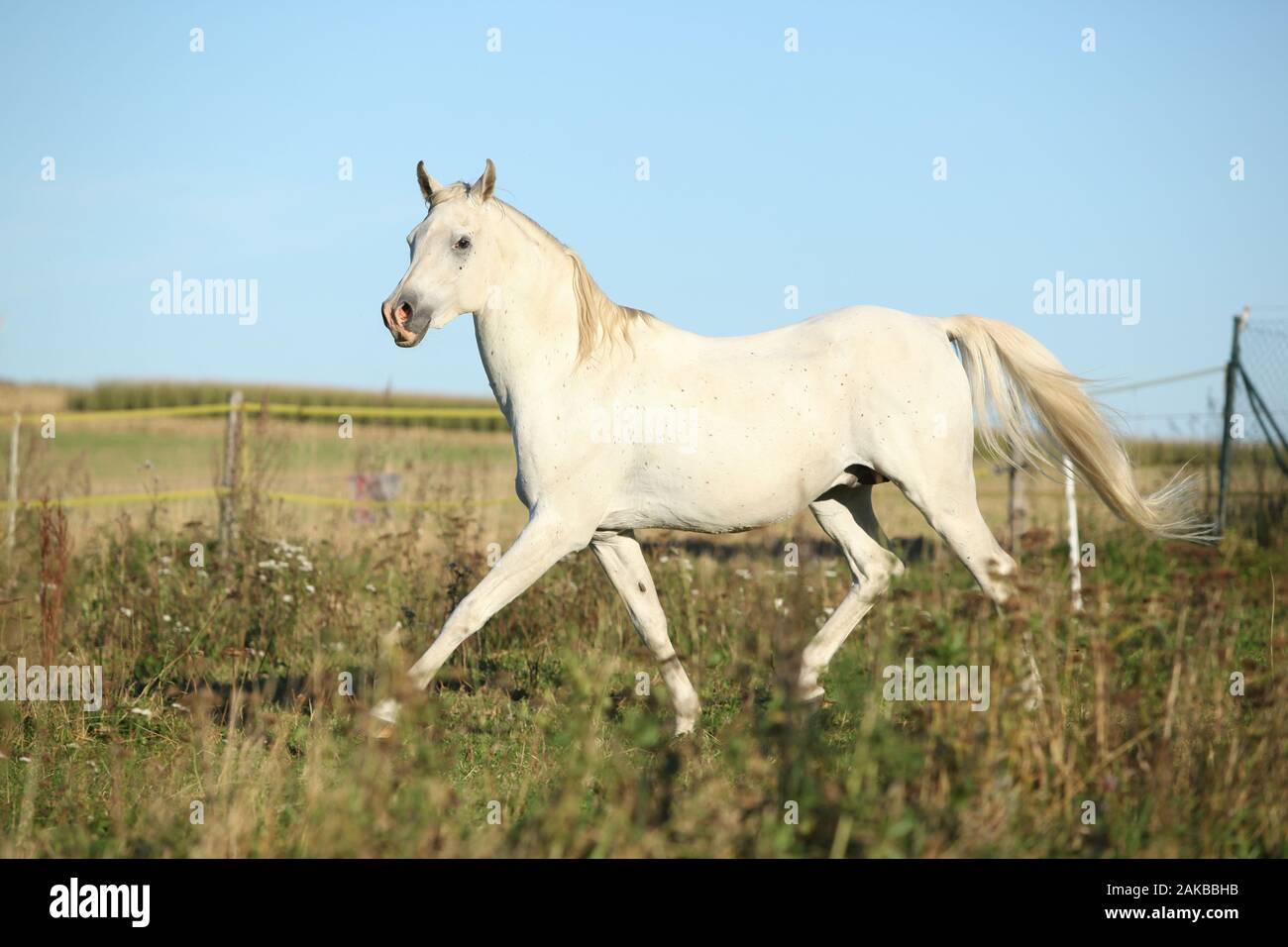 Amazing arabian stallion running on meadow Stock Photo - Alamy