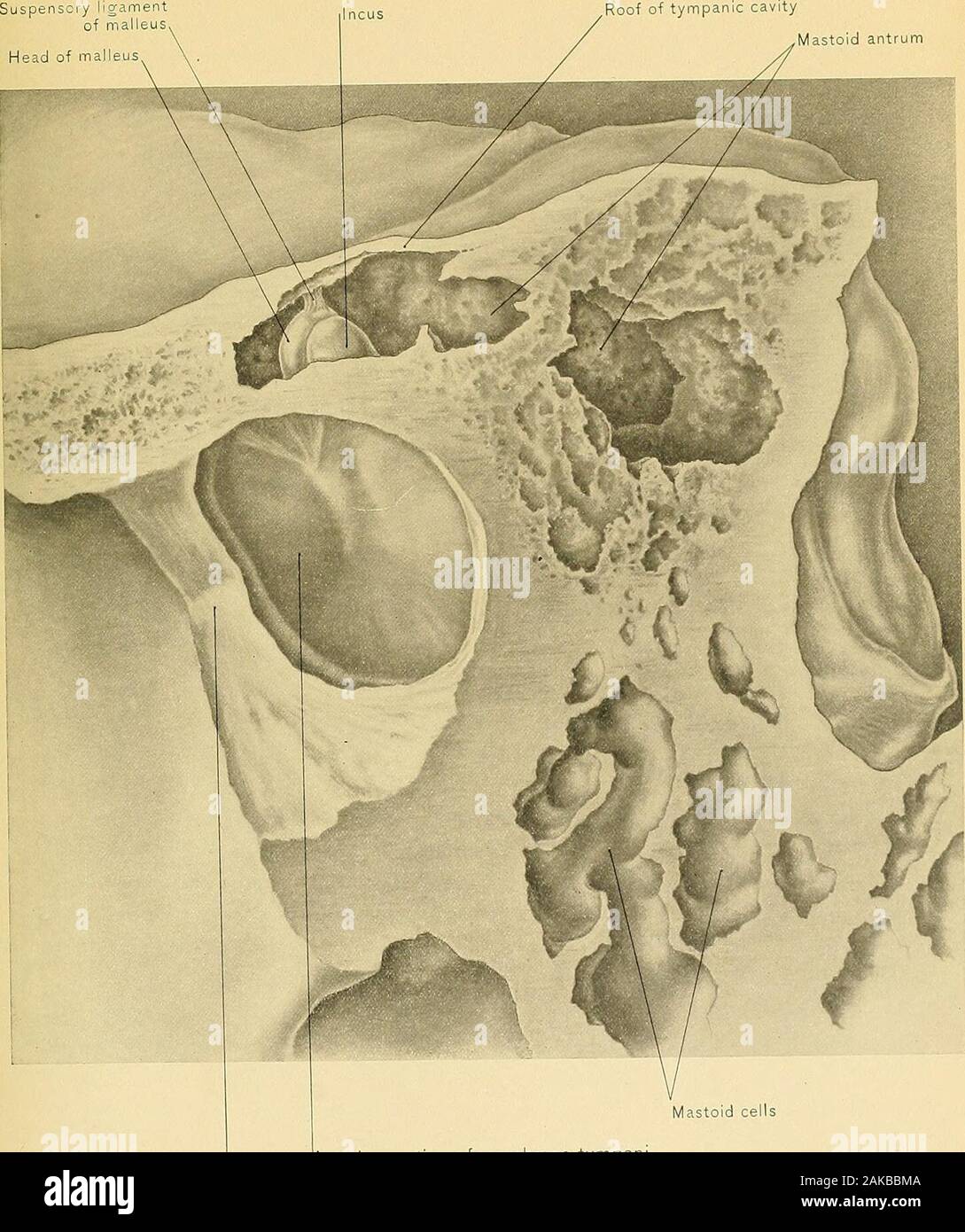 Mastoid antrum hi-res stock photography and images - Alamy