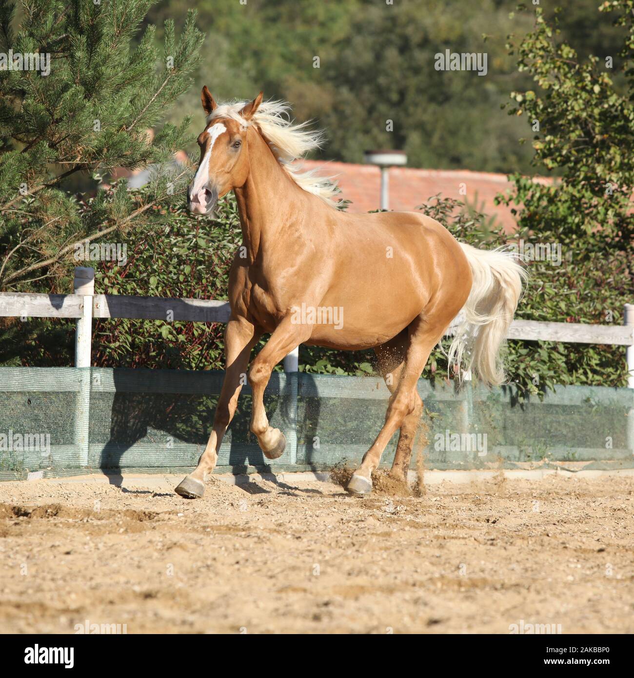 Palomino Warmblood
