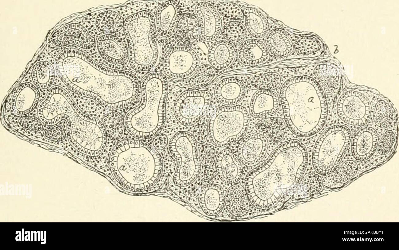 Textbook of normal histology: including an account of the development ...