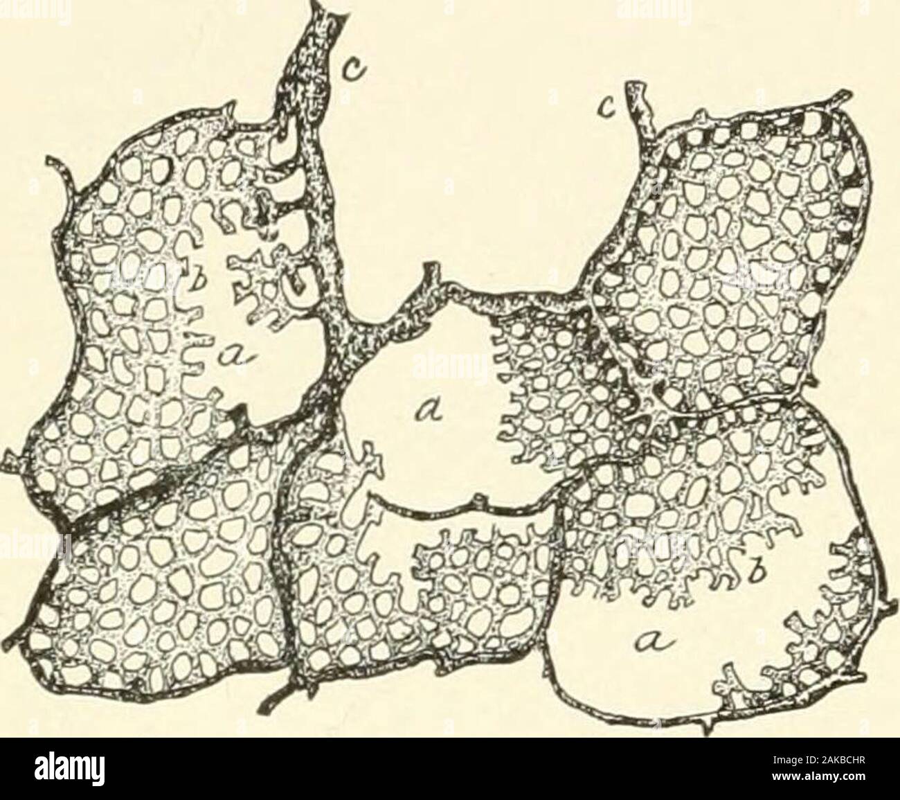 Textbook of normal histology: including an account of the development ...