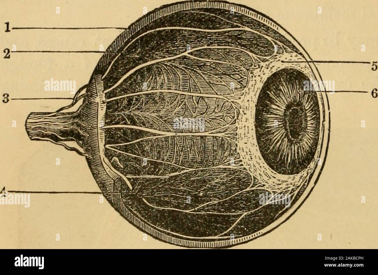Inferior rectus m hi-res stock photography and images - Alamy