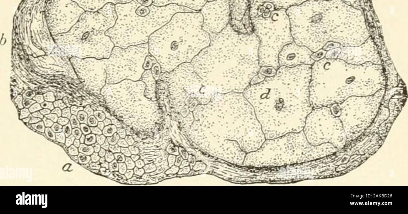 Lymphatic organs hi-res stock photography and images - Alamy