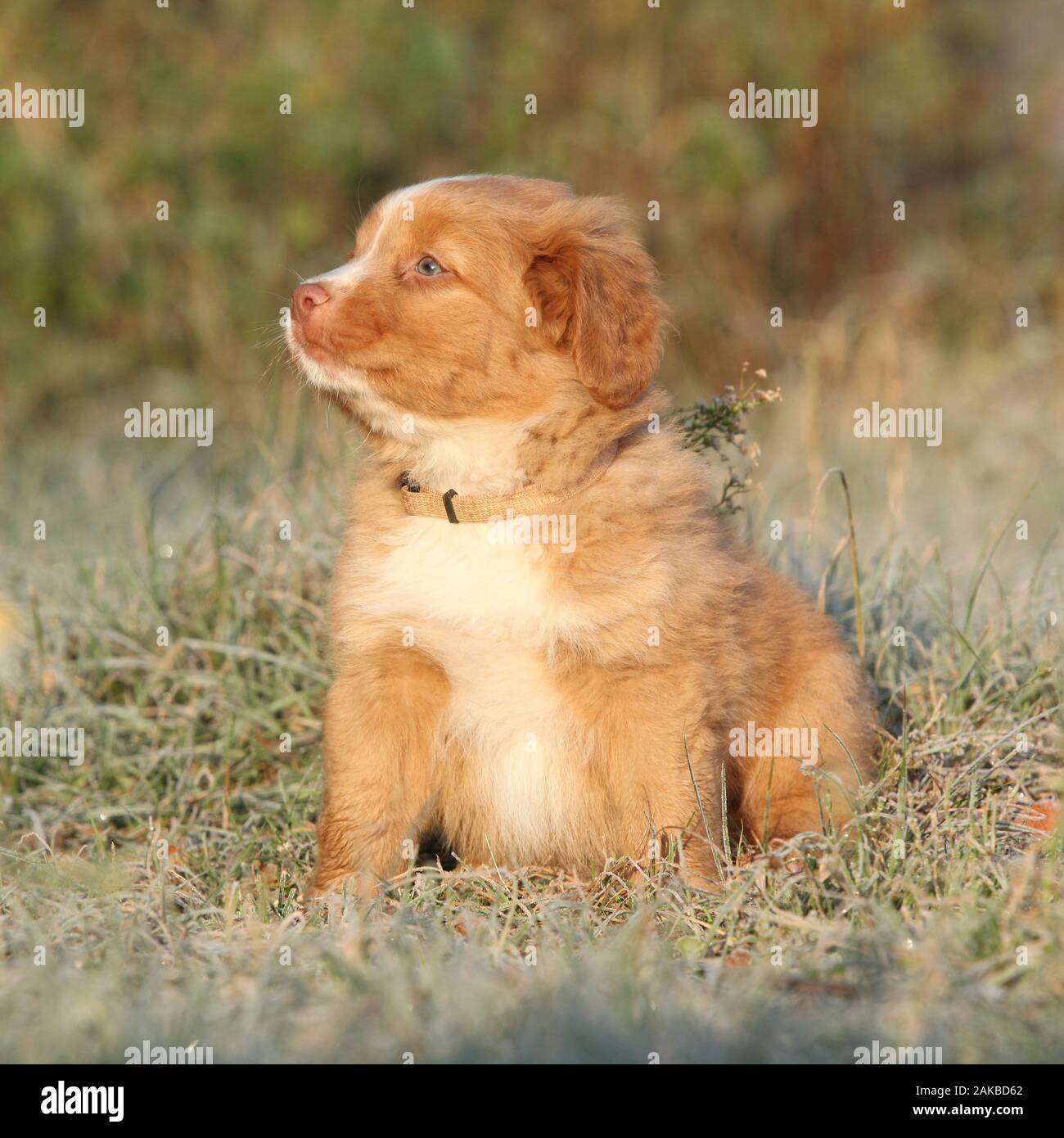 Beautiful puppy of nova scotia duck tolling retriever sitting in soft ...