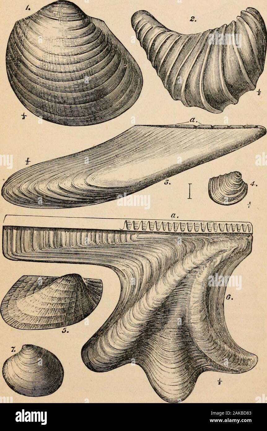 Outlines of comparative physiology touching the structure and ...