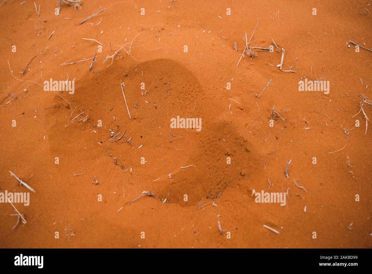 Footprints, prints. Traces of reptiles and animals on red sand Stock ...