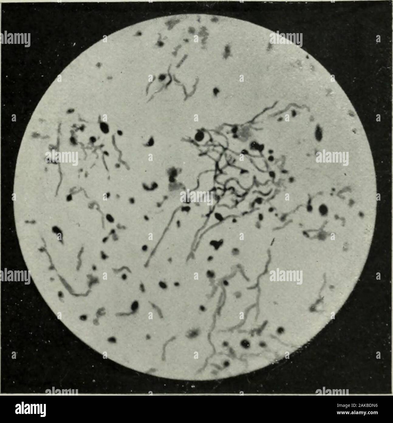 Transactions of the odontological society of Great Britain . as comma ...