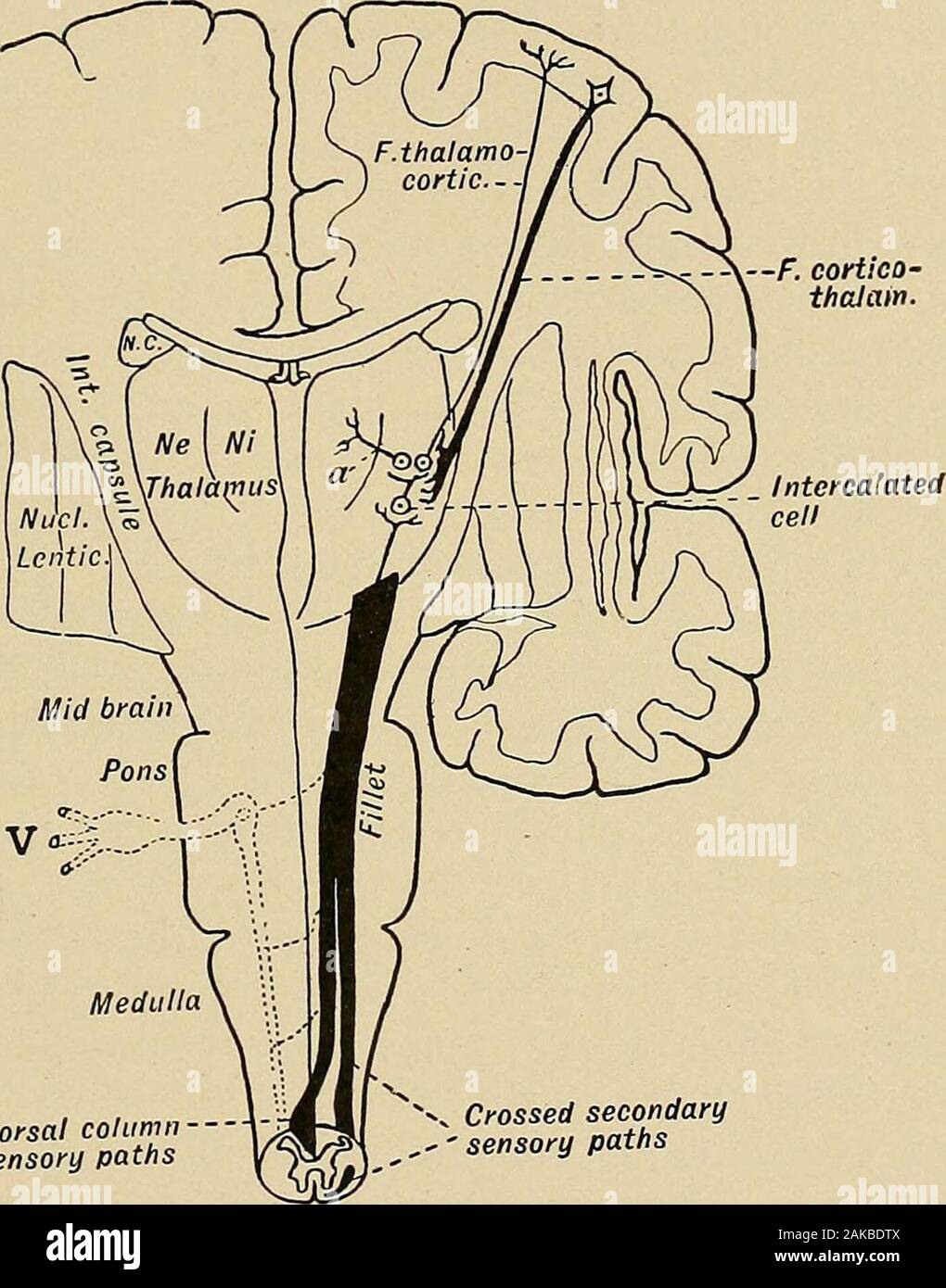 Extrapyramidal System