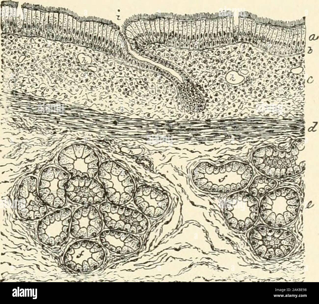 Textbook of normal histology: including an account of the development ...