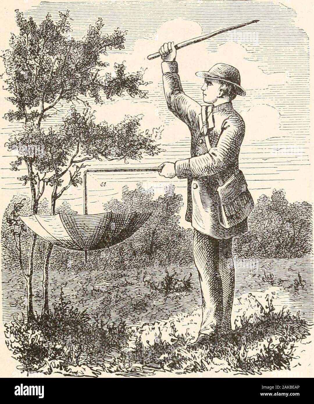 Directions for collecting and preserving insects . sembles a stoutly ...