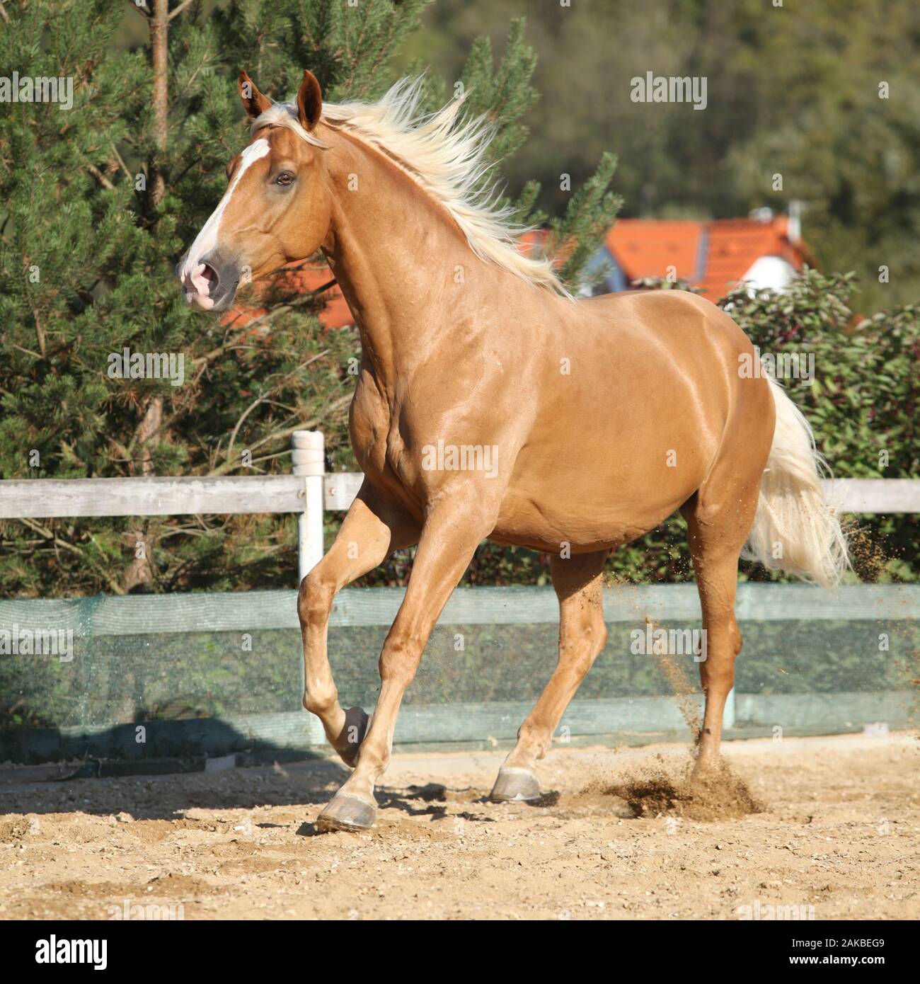 Amazing palomino czech warmblood with blond hair running alone Stock ...