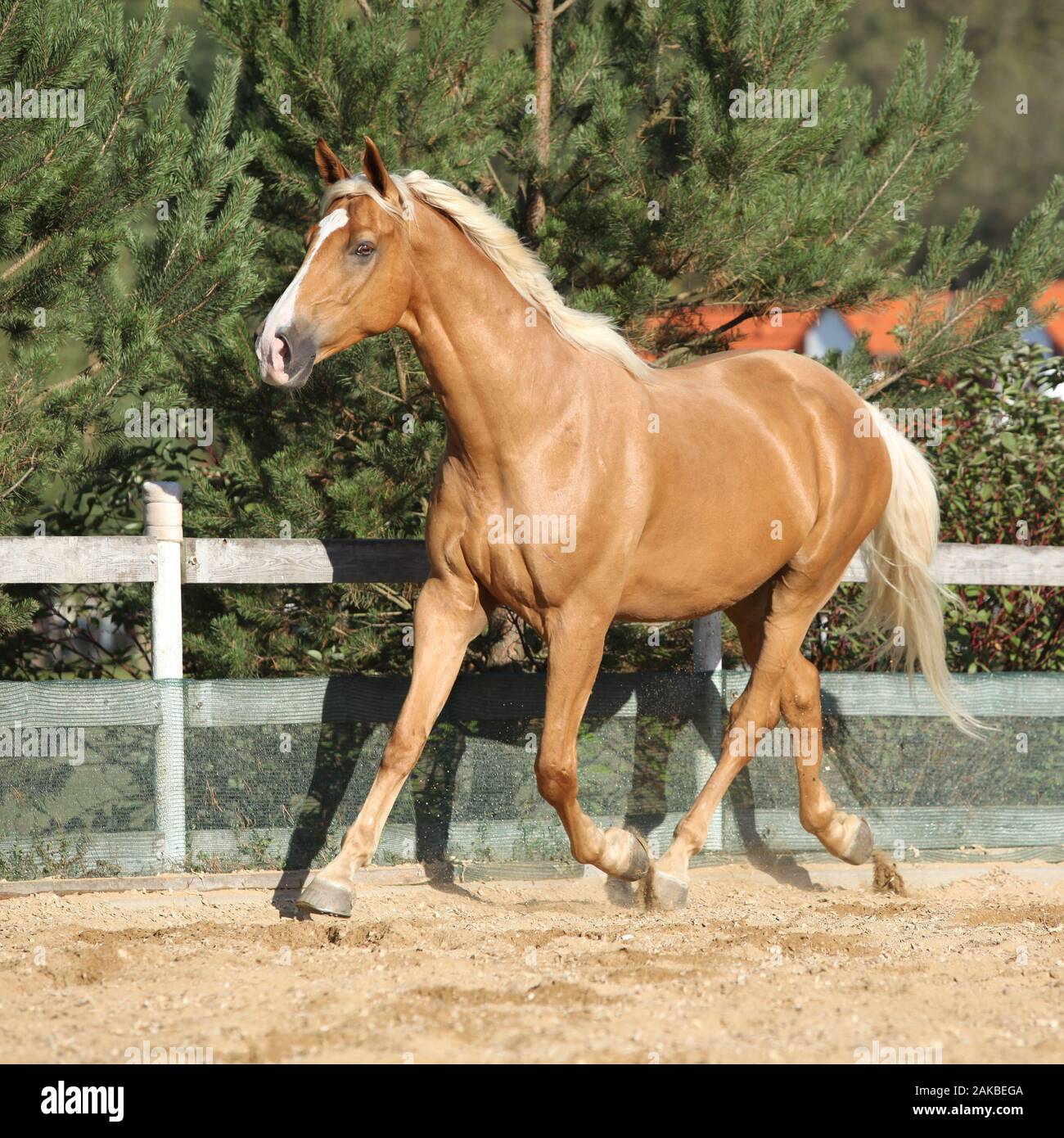Amazing palomino czech warmblood with blond hair running alone Stock ...