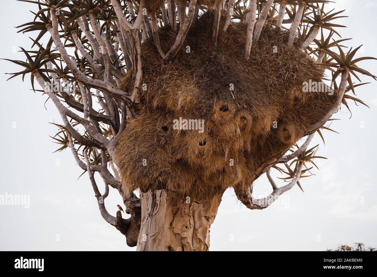 photo of Quiver Tree with large Social Weaver bird's nest in Africa ...