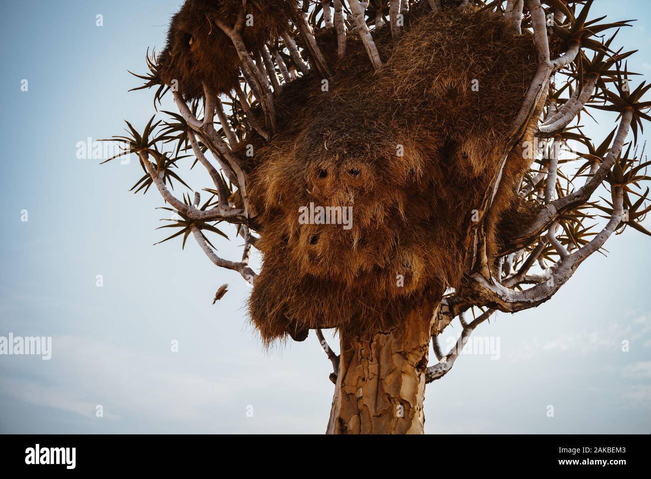 Quiver tree bird hi-res stock photography and images - Alamy