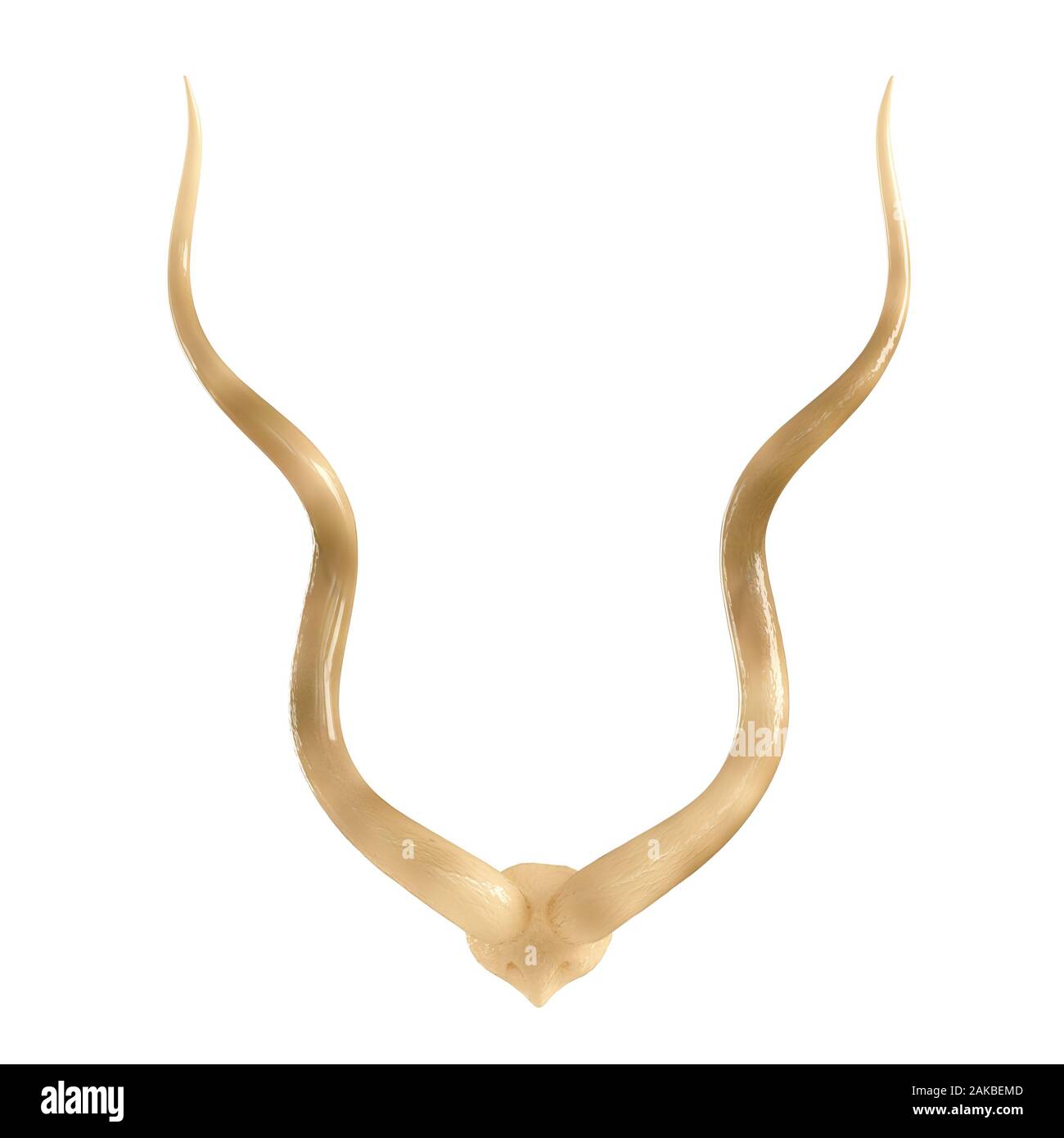 Decorative beige horns on white background. The front is a view. 3d ...