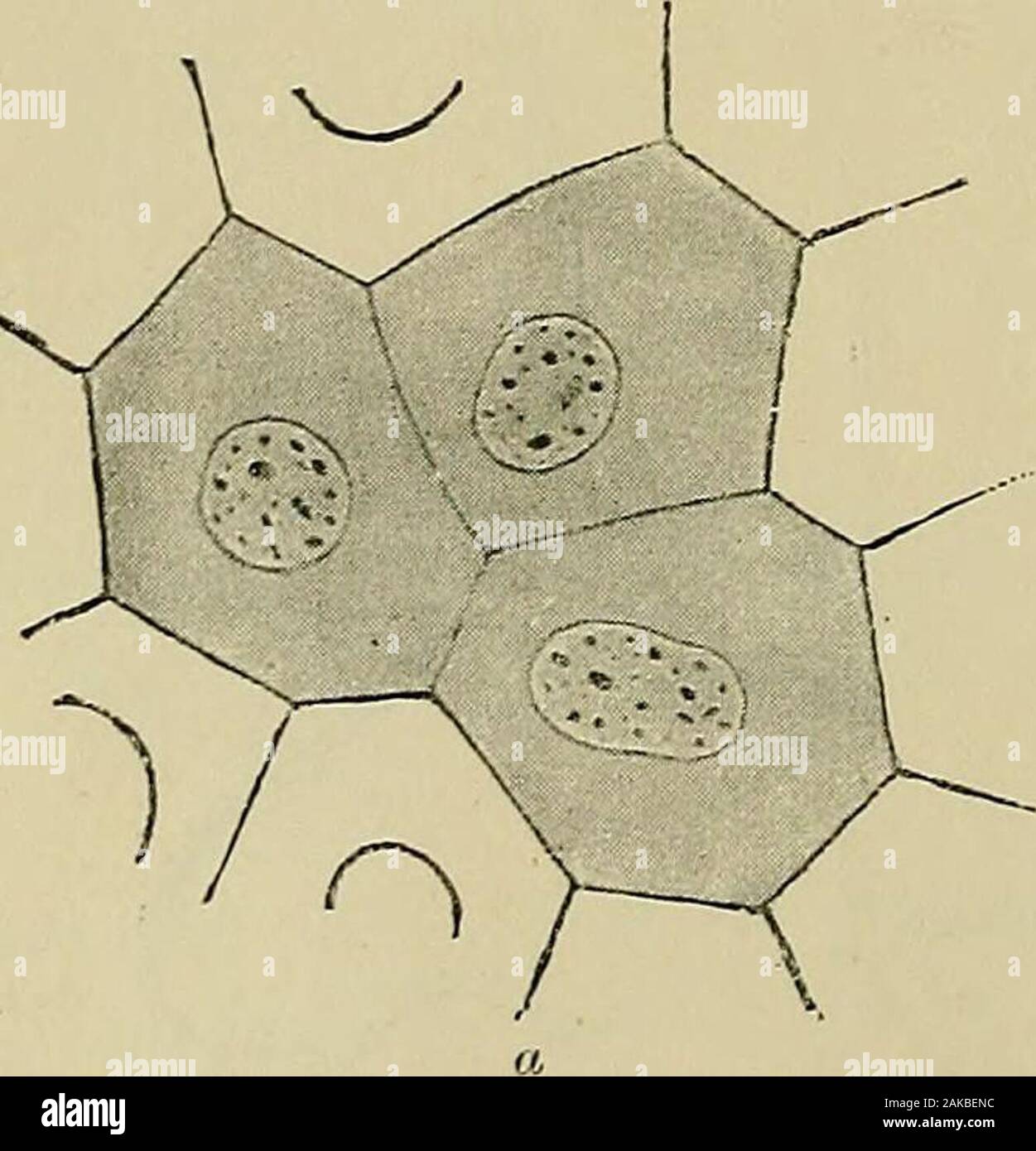 Muscle end piece hi-res stock photography and images - Alamy