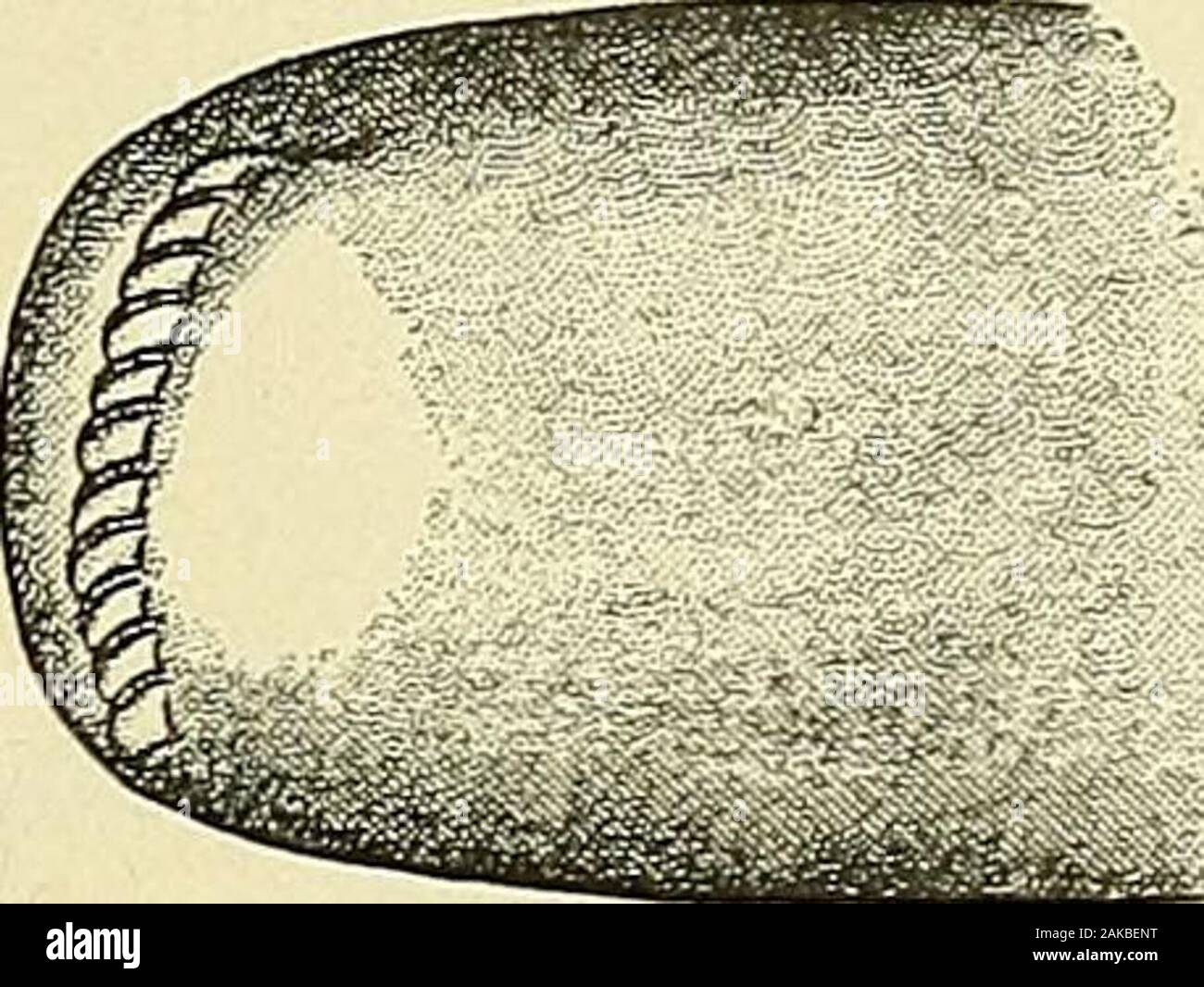 A manual of modern surgery : an exposition of the accepted doctrines ...