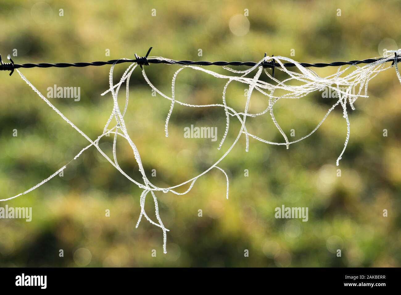 Beautiful close up frozen hi-res stock photography and images - Alamy