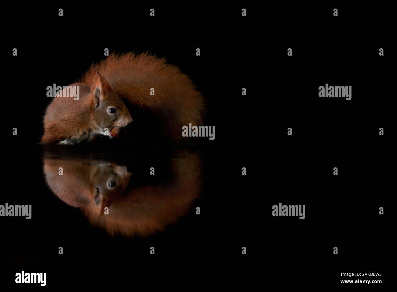 Beautiful eurasian red squirrel hi-res stock photography and images - Alamy