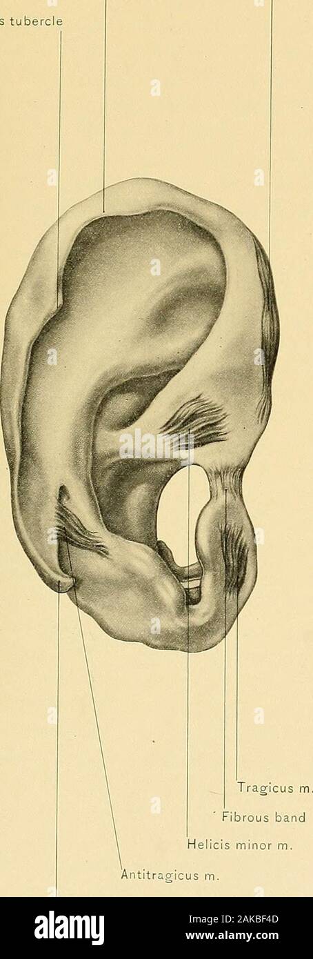 Spina helicis hi-res stock photography and images - Alamy