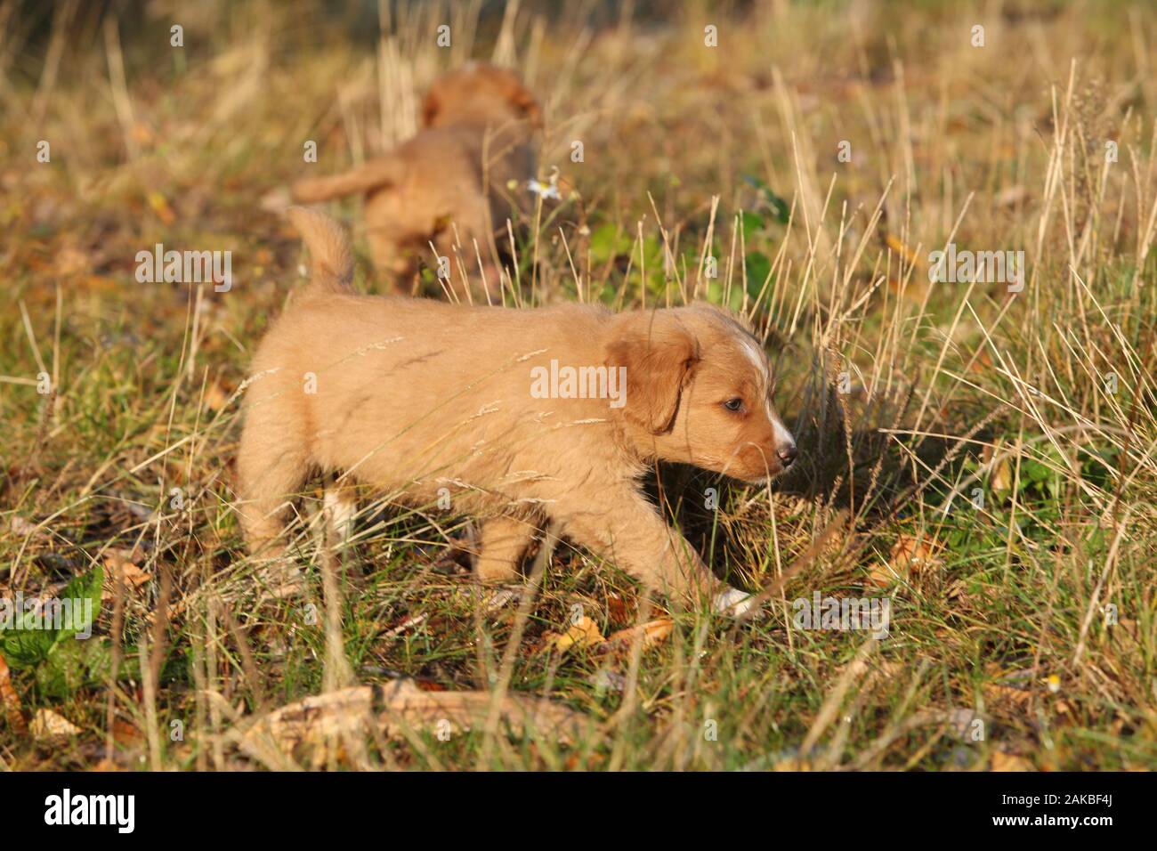 Moving in nature hi-res stock photography and images - Alamy