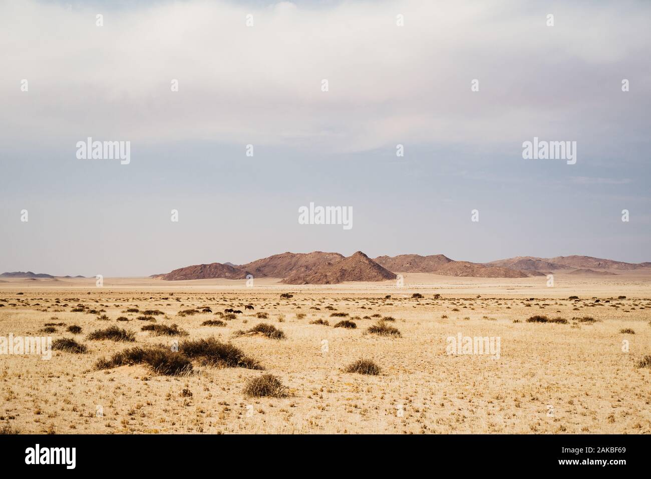 Wild horses fighting in the Namib Desert, Aus, Namibia Stock Photo - Alamy