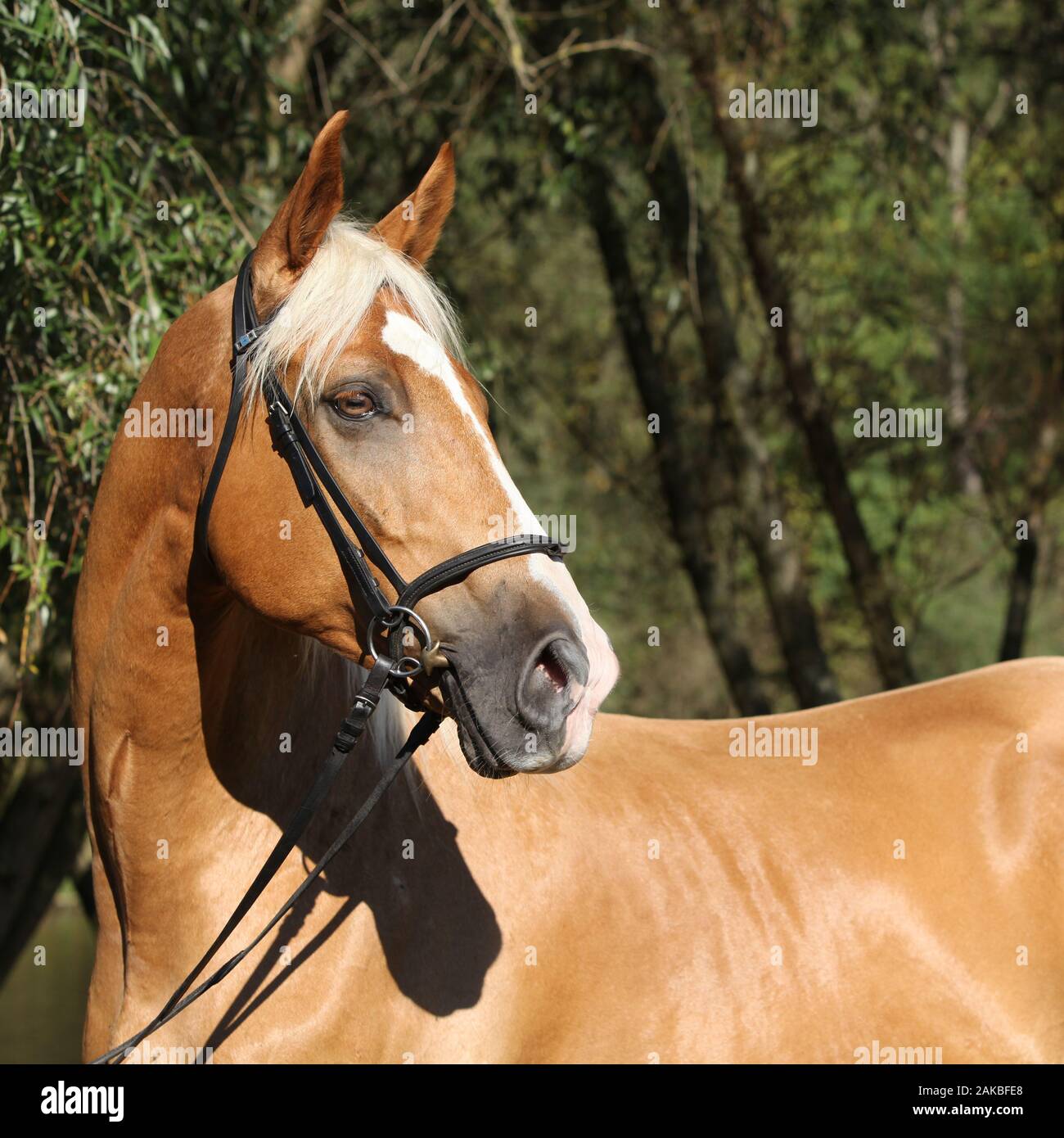 Beautiful amazing palomino warmblood with blond hair in autumn Stock ...