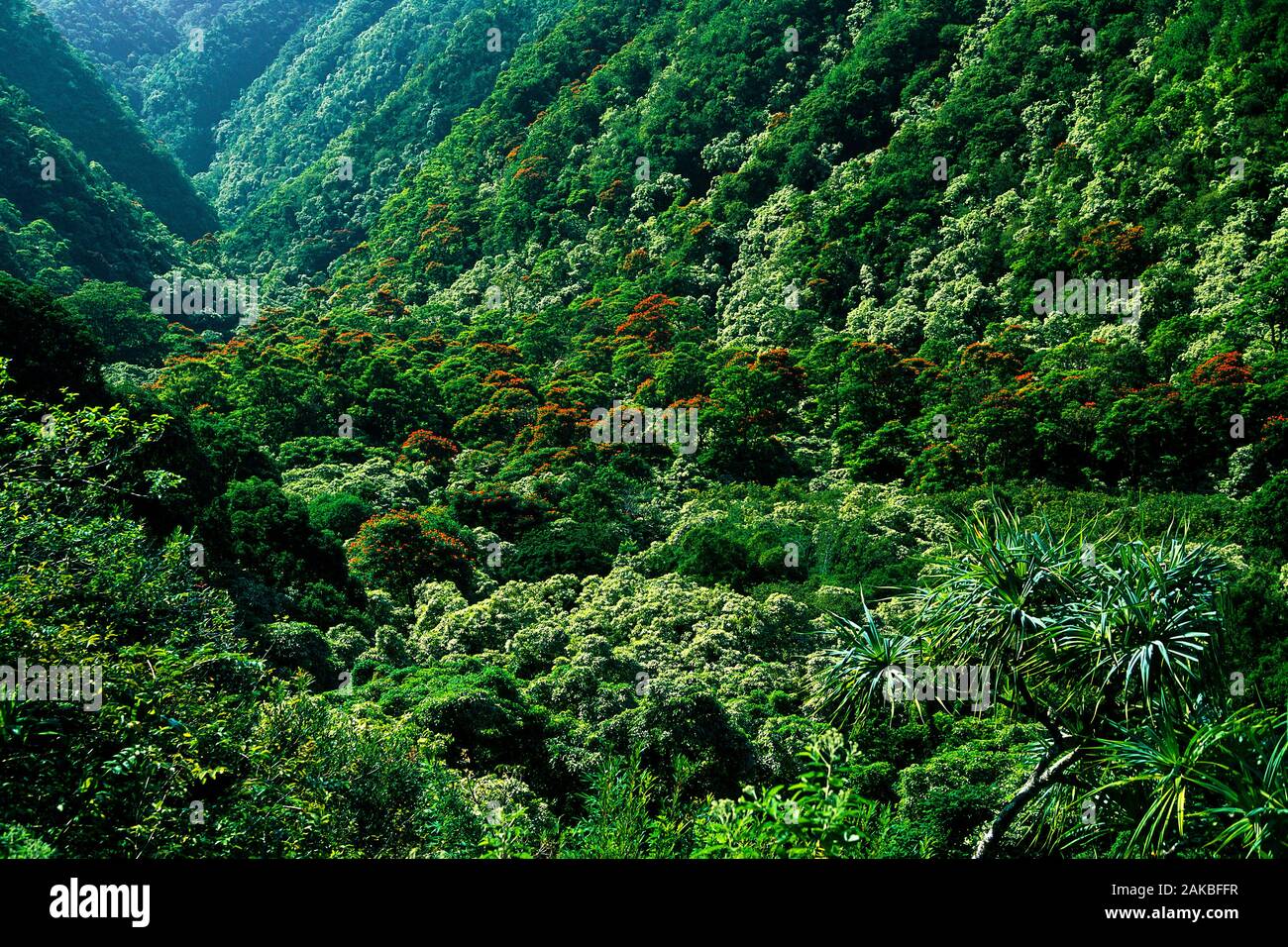 Tropical forest, Maui, Hawaii, USA Stock Photo - Alamy