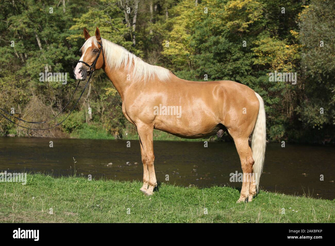 Beautiful amazing palomino warmblood with blond hair in autumn Stock ...