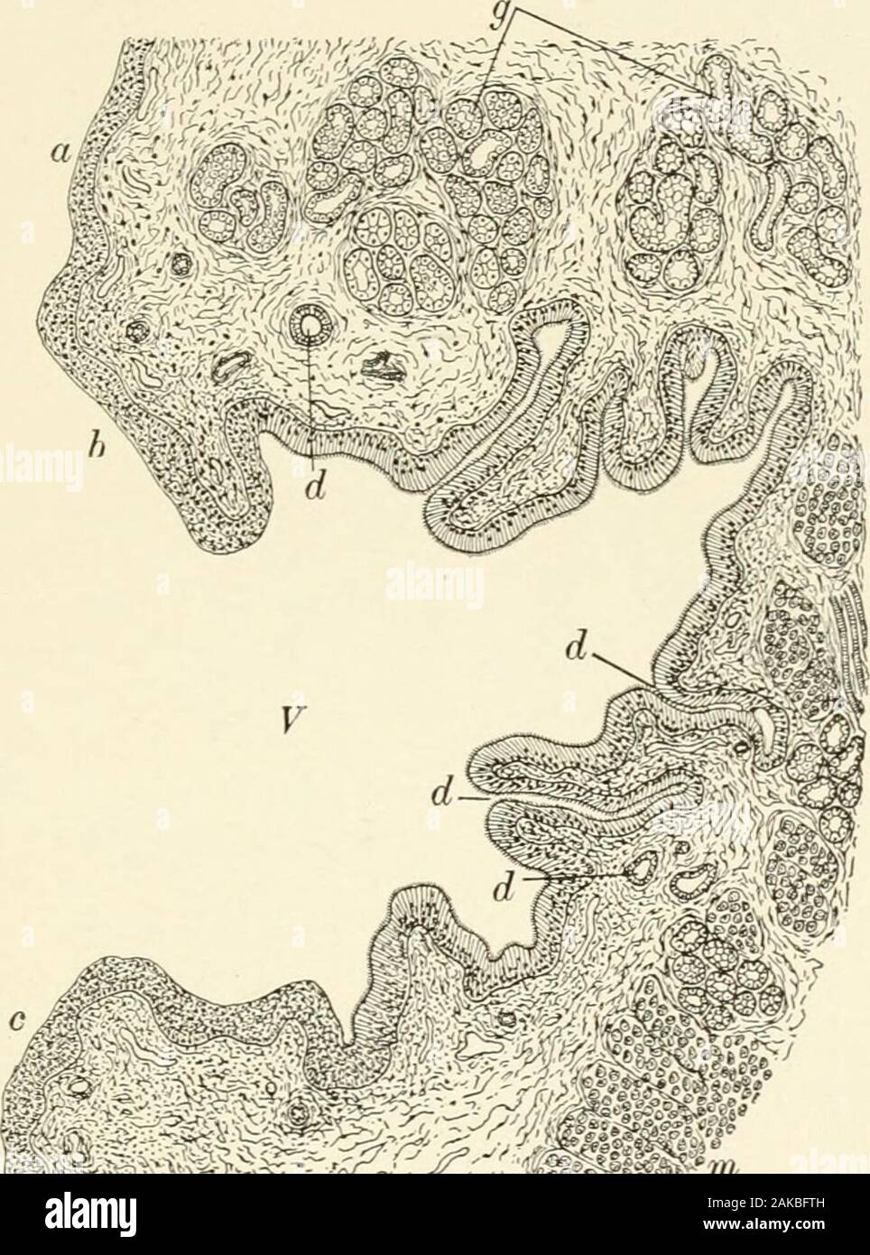 Histology Map