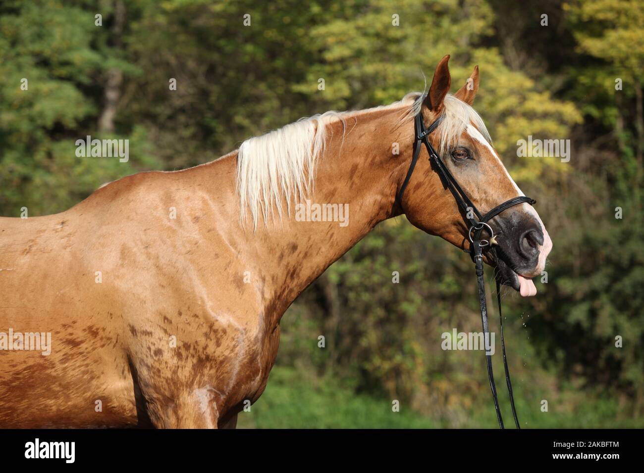 Beautiful amazing palomino warmblood with blond hair in autumn Stock ...