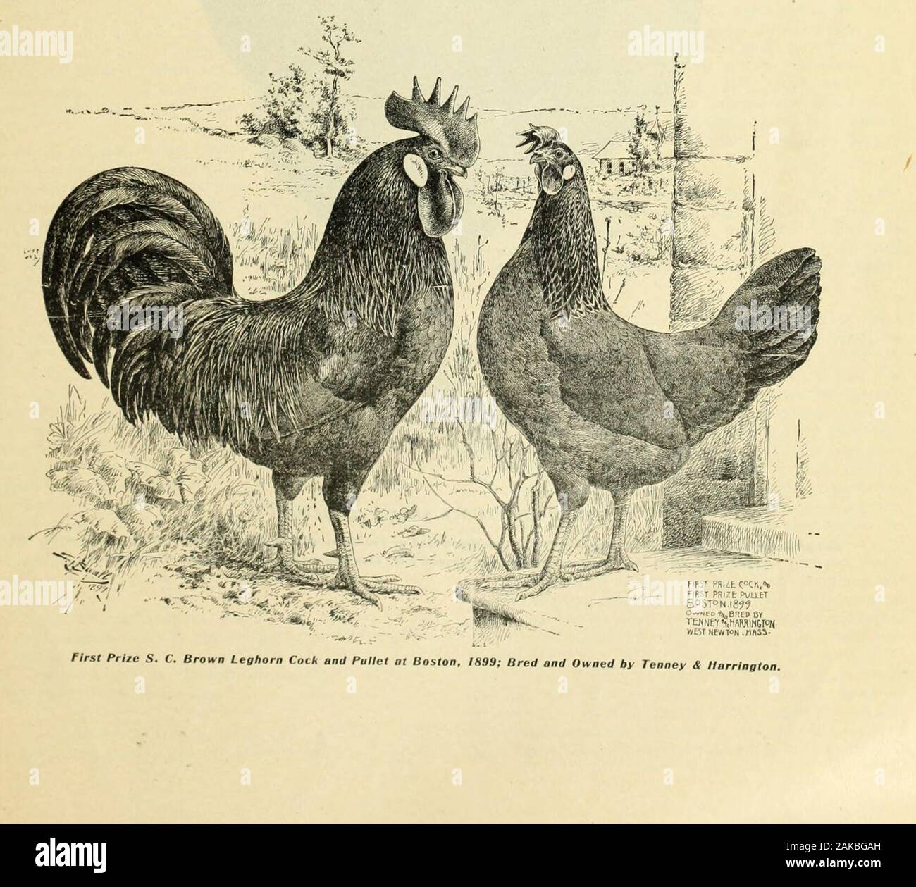 The leghorns, brown, white, black buff and duckwing : An illustrated ...