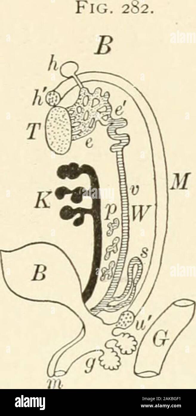 Textbook of normal histology: including an account of the development ...
