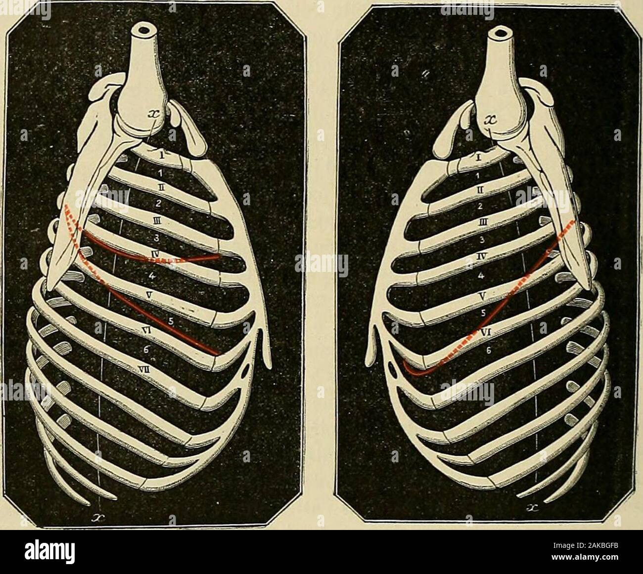 Traité d'anatomie humaine : anatomie descriptive, histologie ...