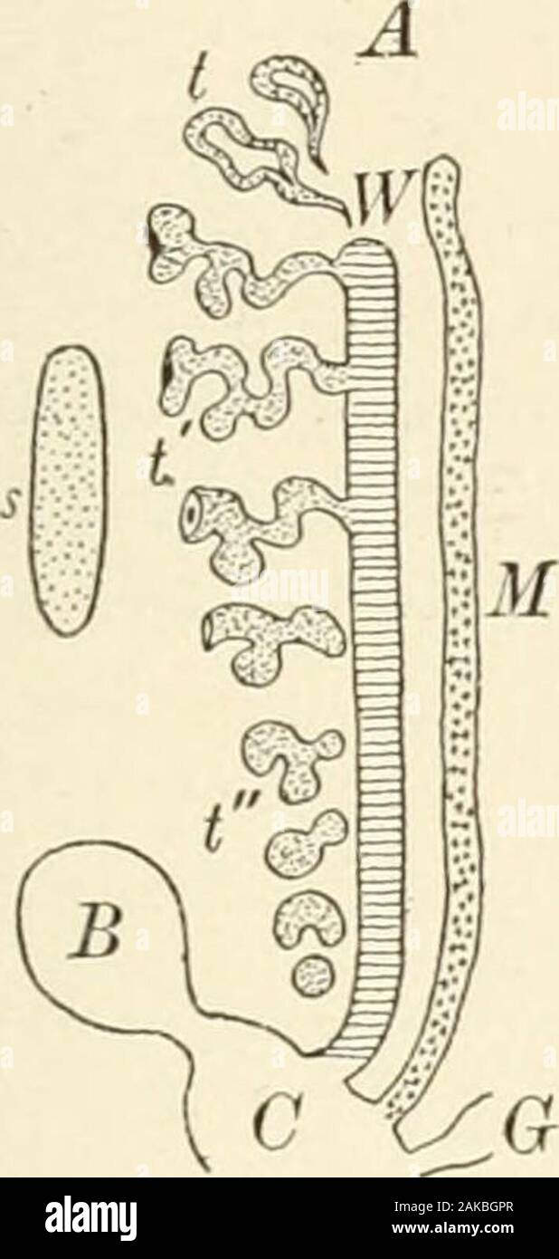 Textbook of normal histology: including an account of the development ...