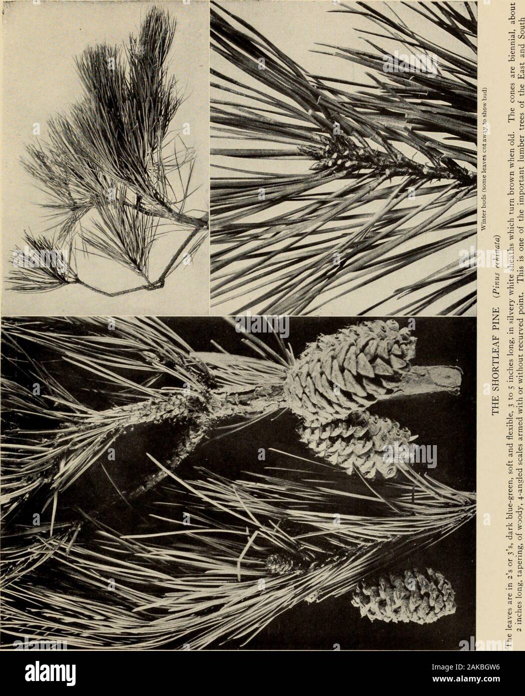 Resinous tree cross section hi-res stock photography and images - Alamy