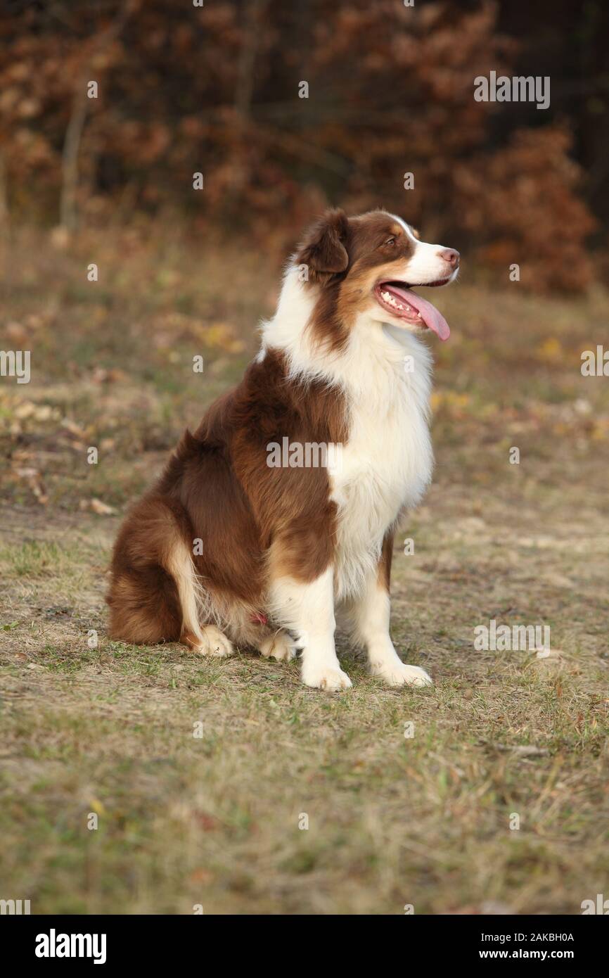 Amazing beautiful australian shepherd in autumn outdoor Stock Photo - Alamy