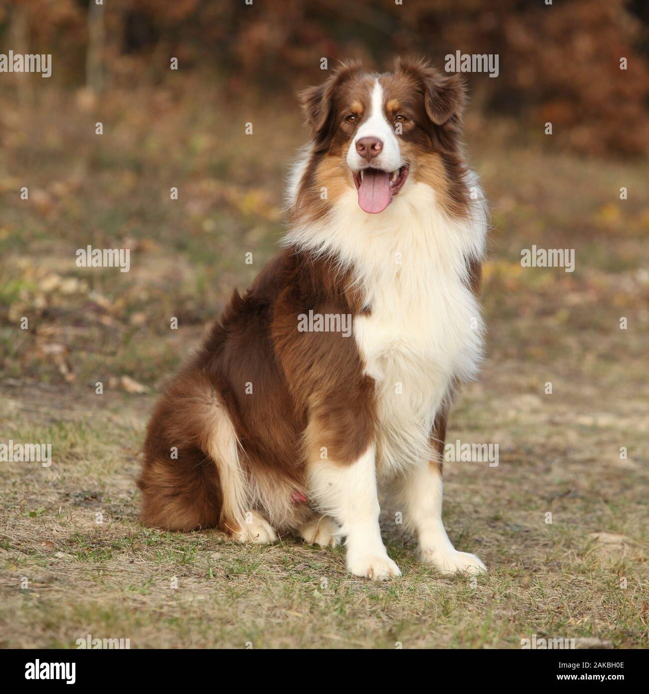 Amazing beautiful australian shepherd in autumn outdoor Stock Photo - Alamy