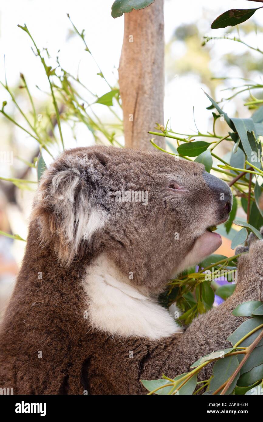 Koala head hi-res stock photography and images - Alamy
