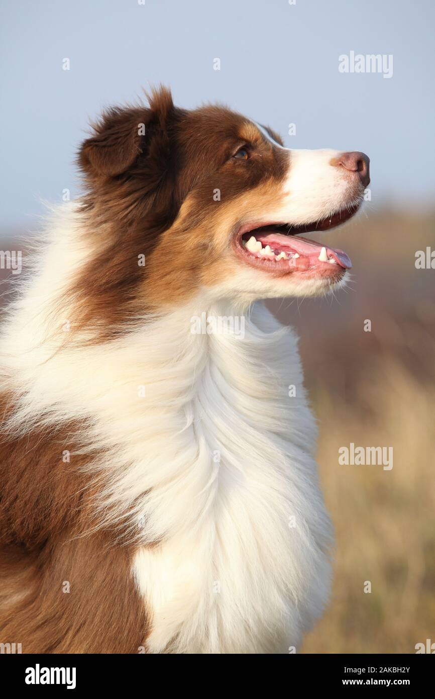 Amazing beautiful australian shepherd hi-res stock photography and ...