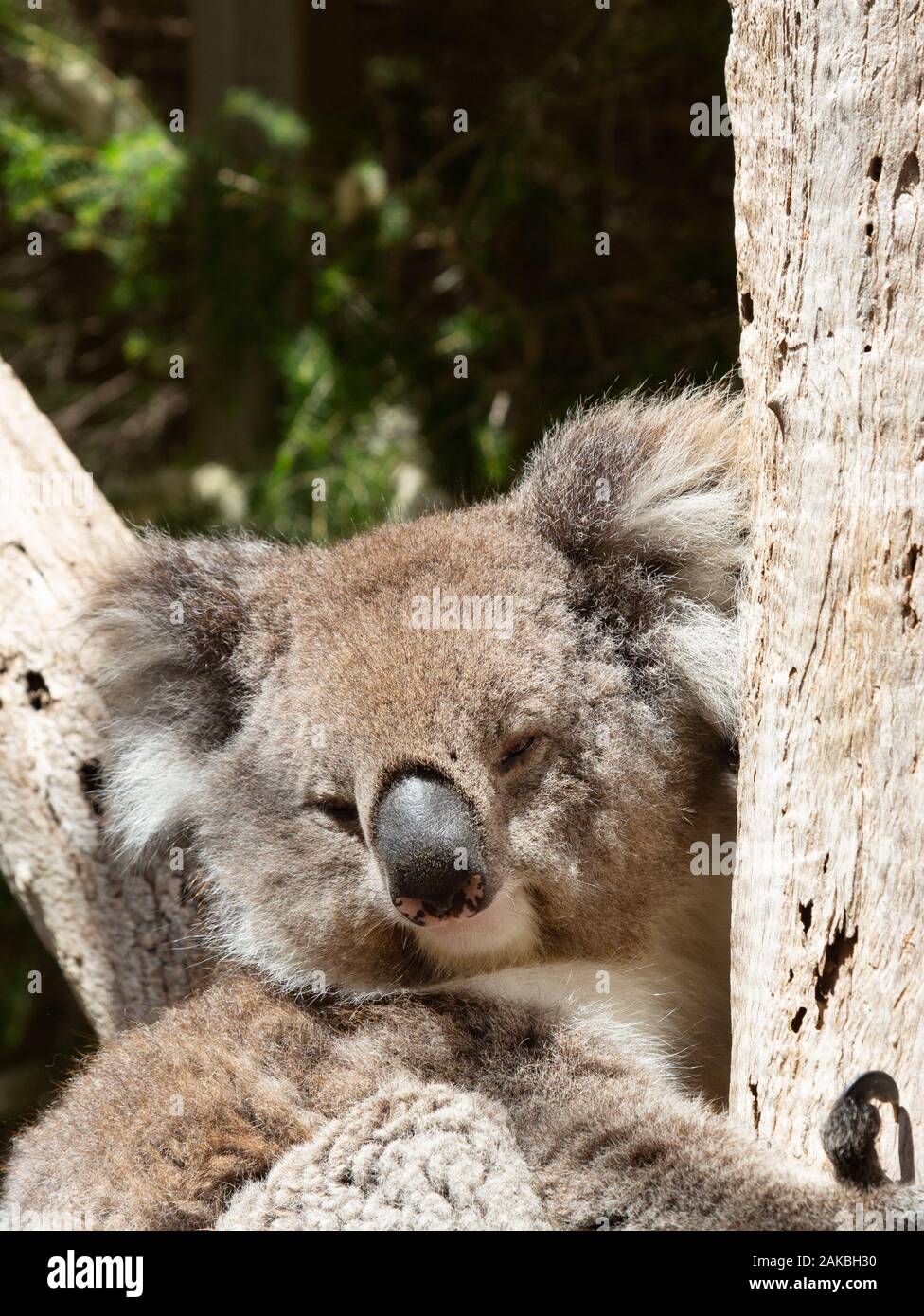 Koala, Phascolarctos cinereus , close up of head of a koala in a tree ...