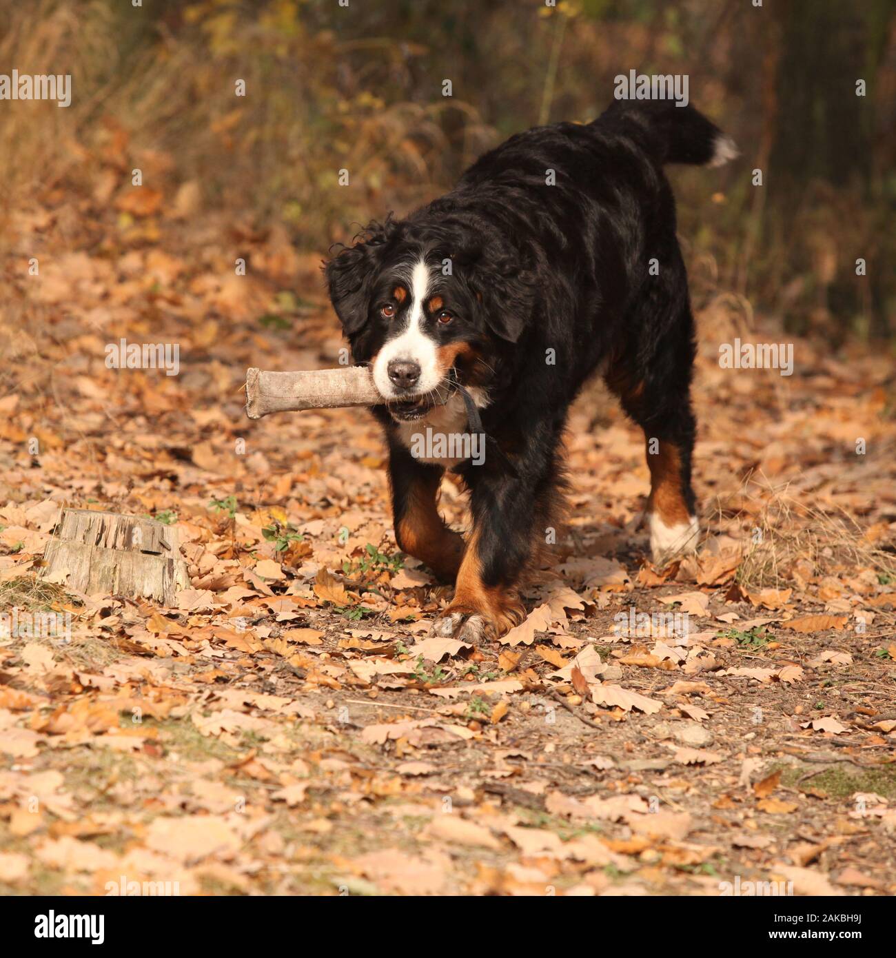 Beautiful bernese mountain dog running in autumn forest Stock Photo - Alamy