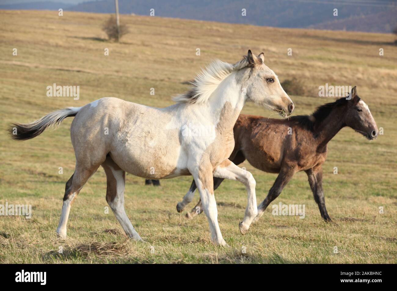 Two horses running together in freedom on meadow Stock Photo - Alamy