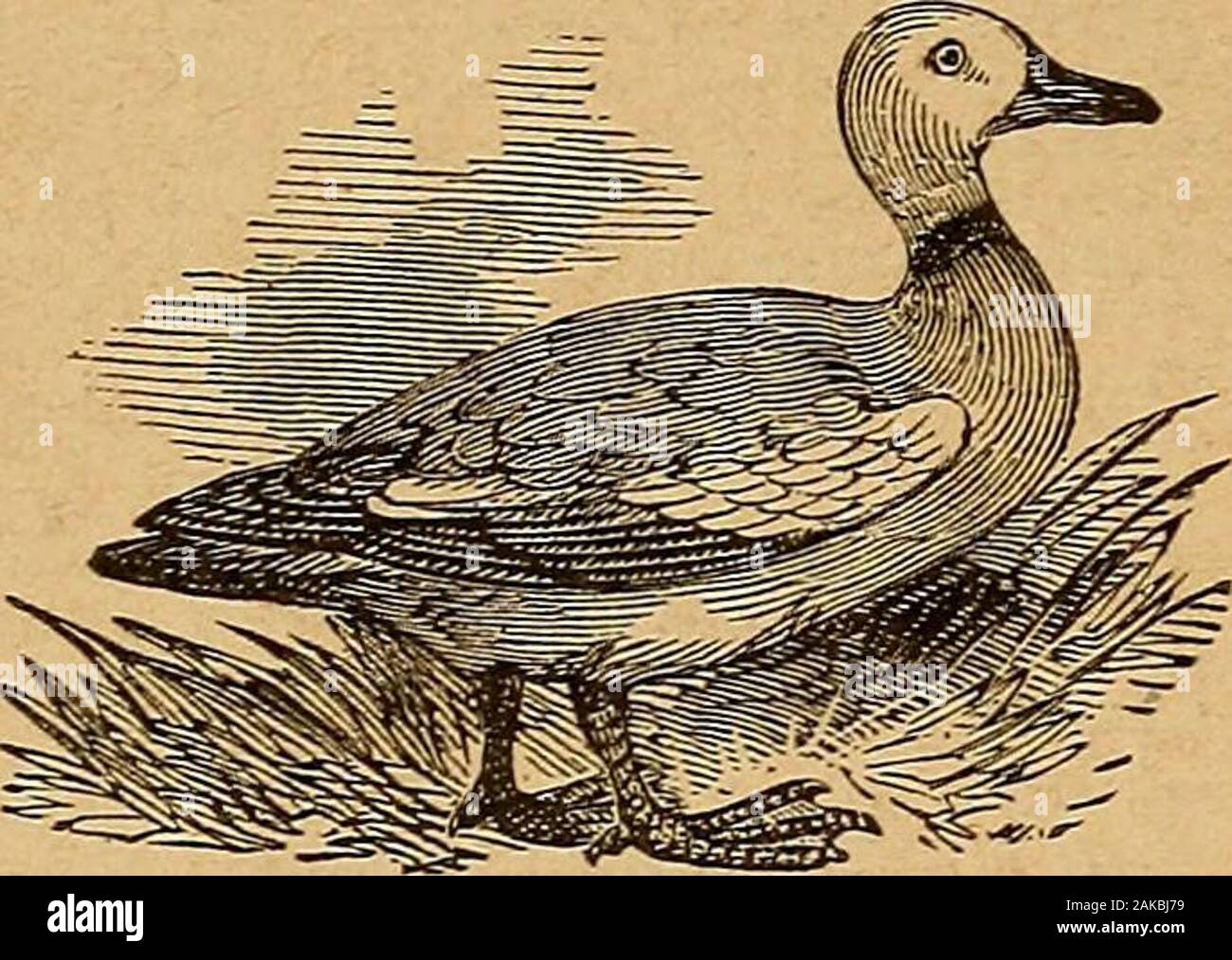 Todecline hi-res stock photography and images - Alamy