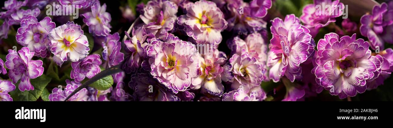 Purple flowers, Seattle, Washington, USA Stock Photo - Alamy