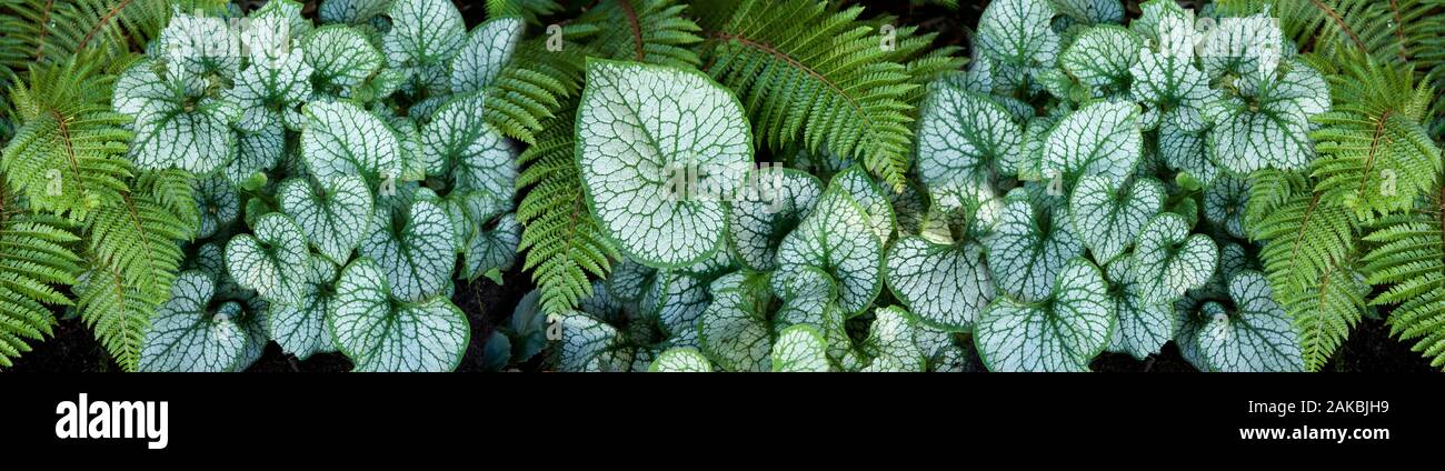 Green leaves, Seattle, Washington, USA Stock Photo - Alamy