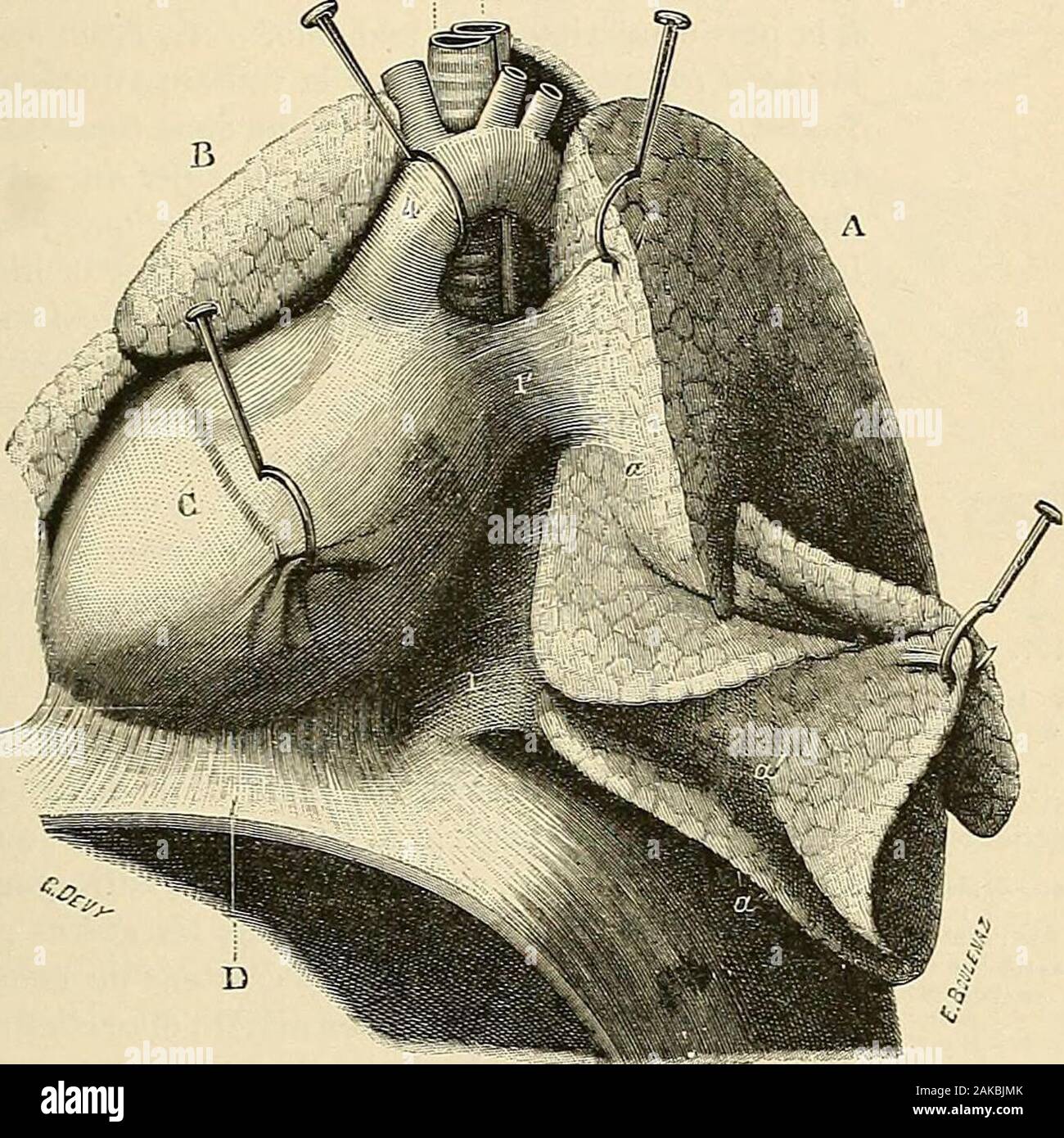 Plevre hi-res stock photography and images - Alamy