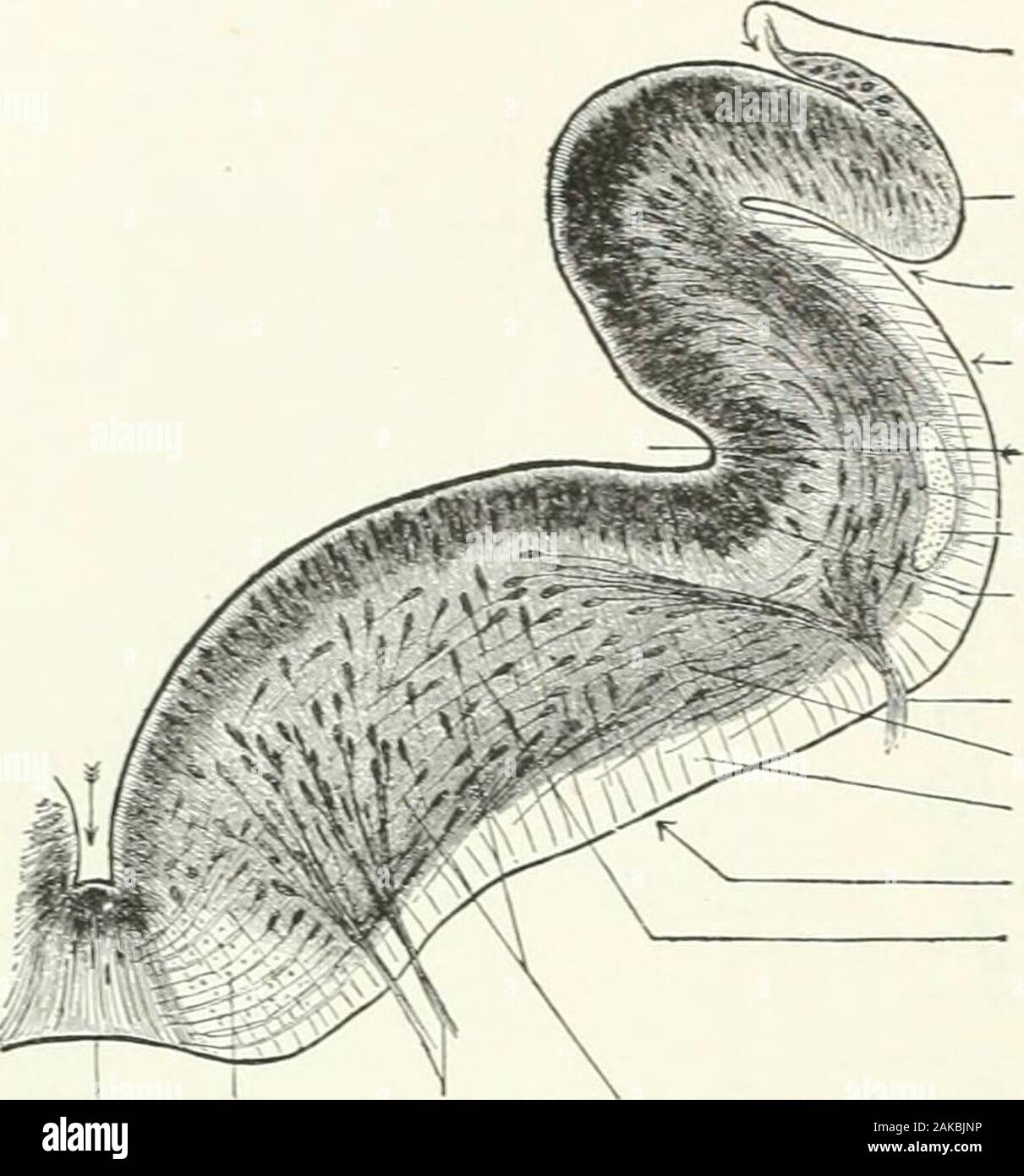 Morphological adaptation hi-res stock photography and images - Alamy